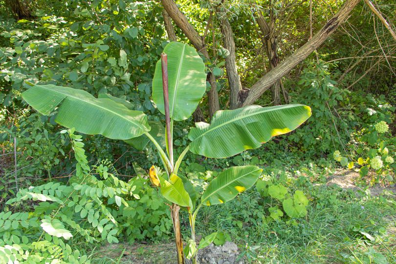 Transform your garden into 'tropical paradise' with 5 expert ...