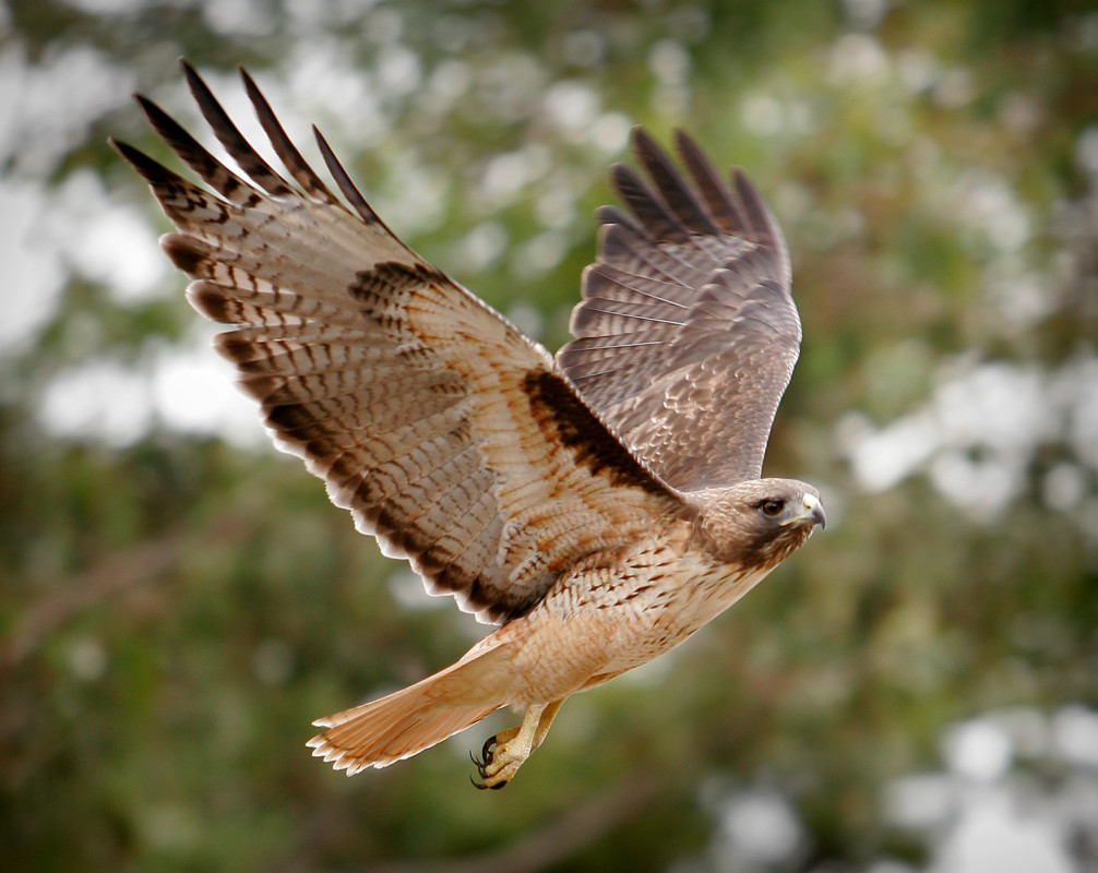 The Unexpected Significance of Seeing a Hawk