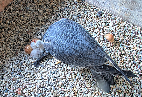 First peregrine falcon chicks of season born at We Energies nest box