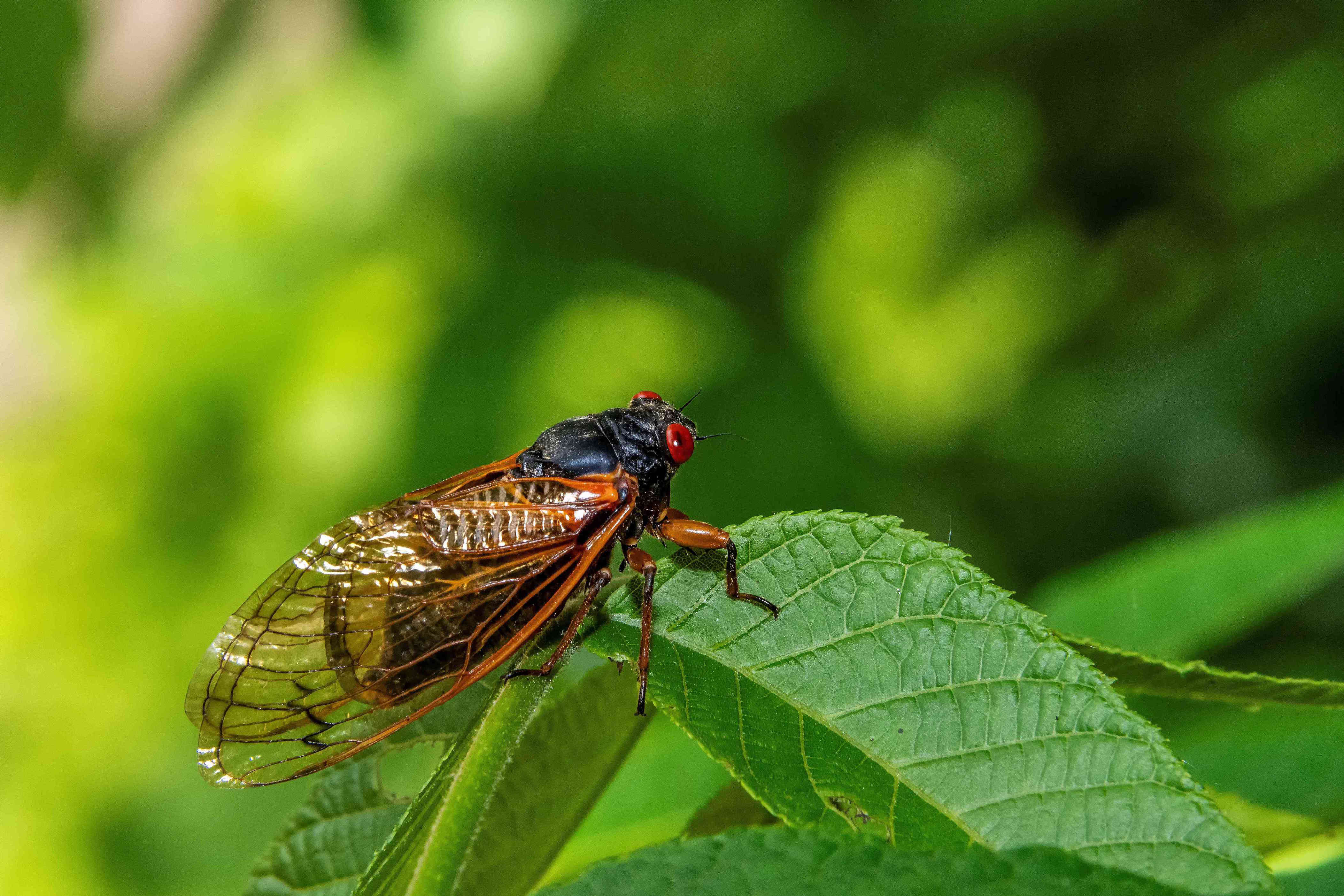 Millions of Cicadas Will Emerge Across the US This Summer—Here's How to ...
