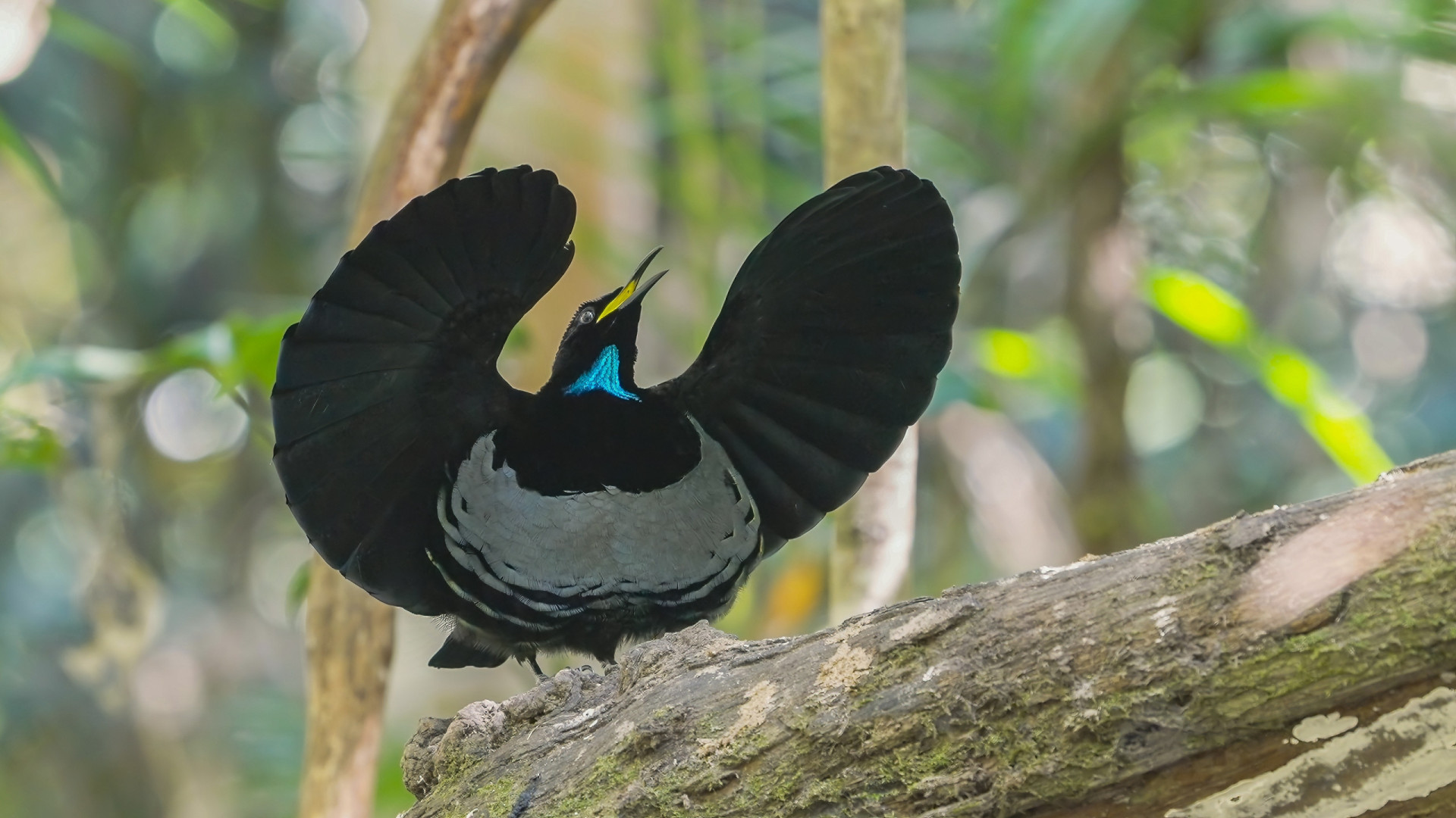 The secret color signals sent by birds-of-paradise