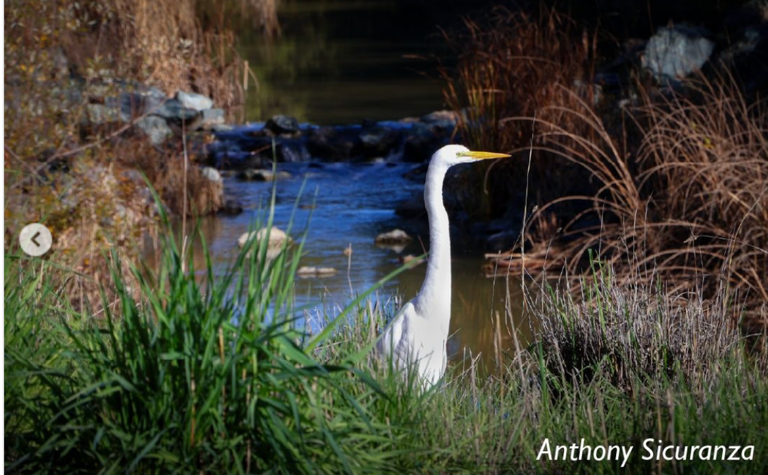 Dublin's 'Nature In Our Backyard' Photo Contest Winners Announced