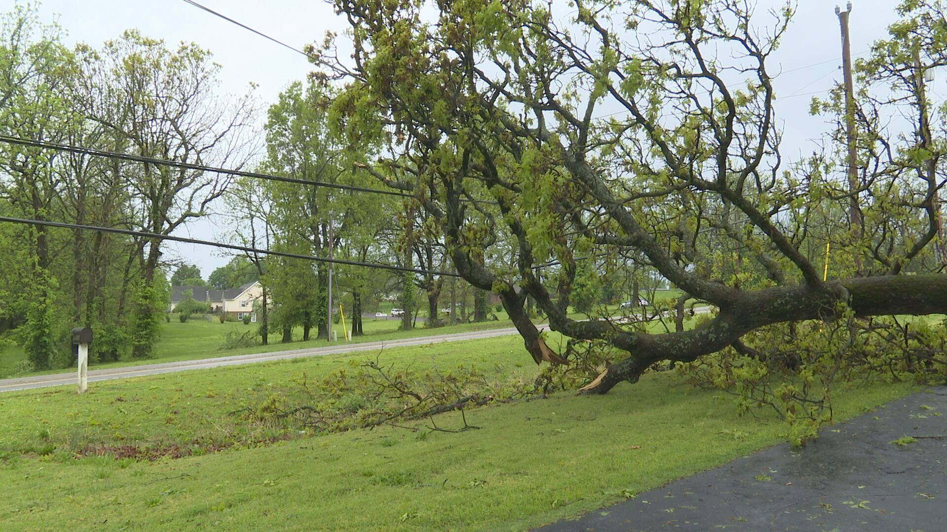 More rain means a higher risk of more trees falling; how to know if ...