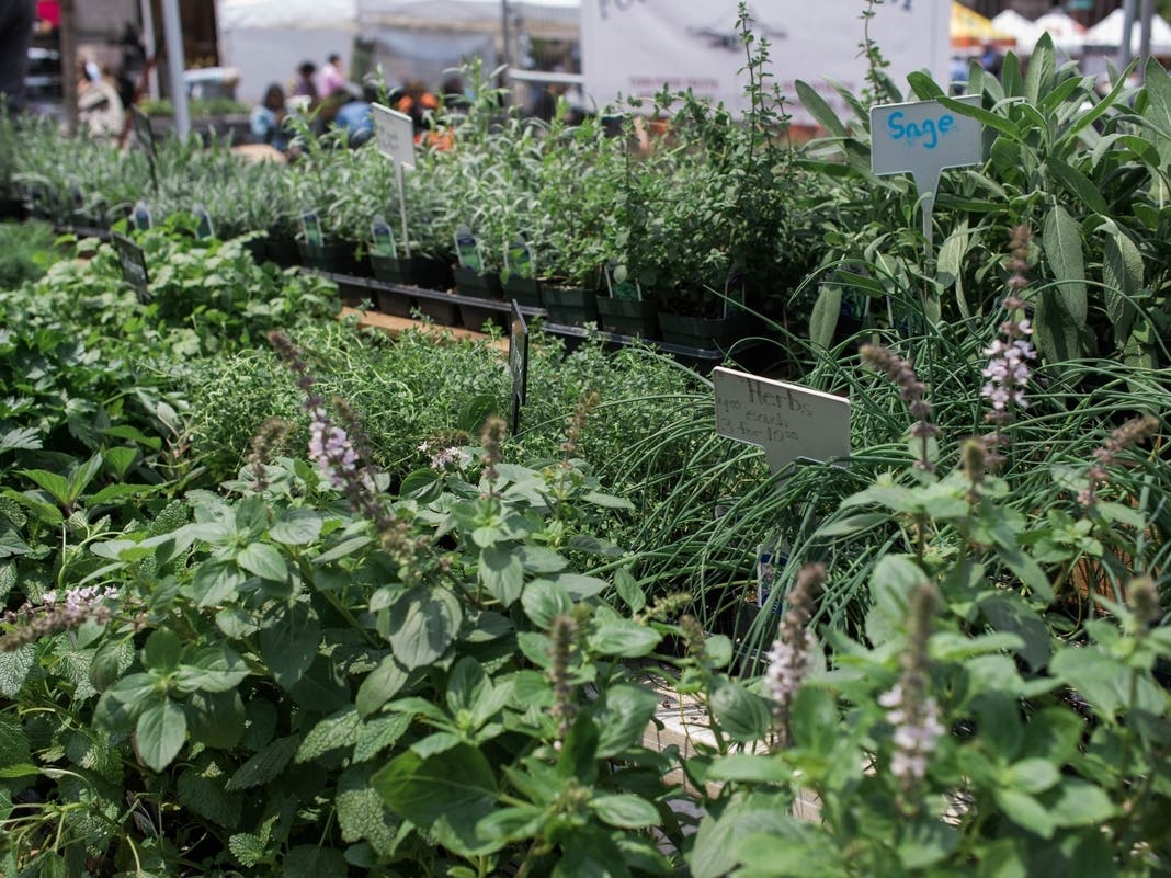 School-Run Plant Sale Now Through May 14 Benefits Student Programs