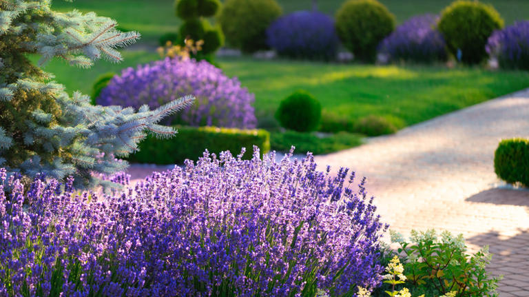 Is It Better To Plant Lavender In The Ground Or In Containers? Here's ...