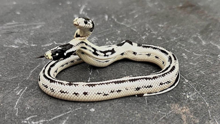 This Eye-Popping Two-Headed Snake Is Beating the Odds to Stay Alive