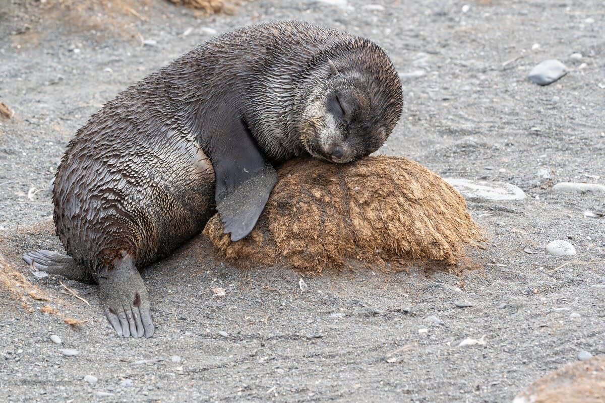 Sleepy Seal Taking a Nap on a Rock Is What Winning in Life Looks Like