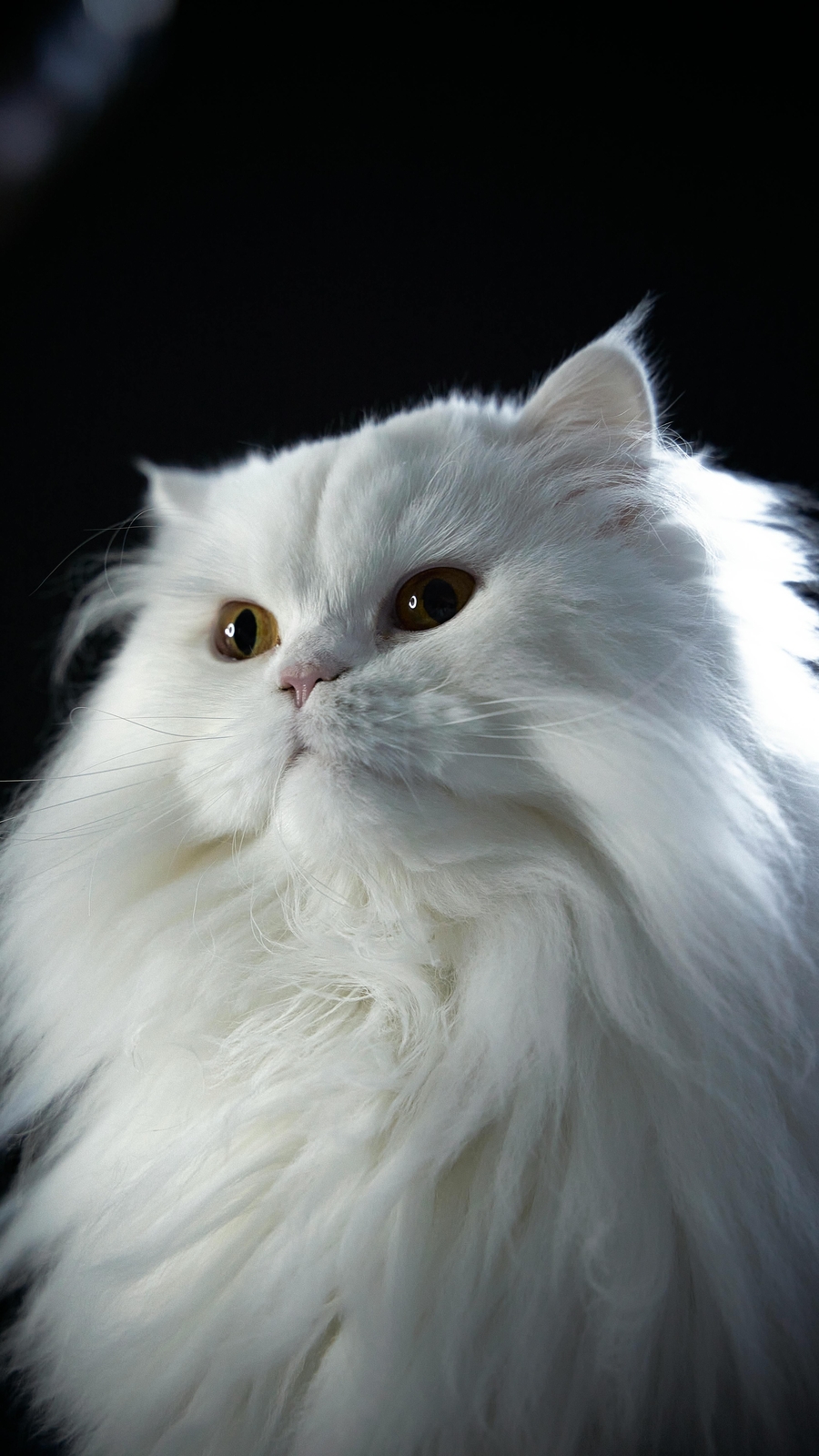 Best cat breeds for first-time cat owners