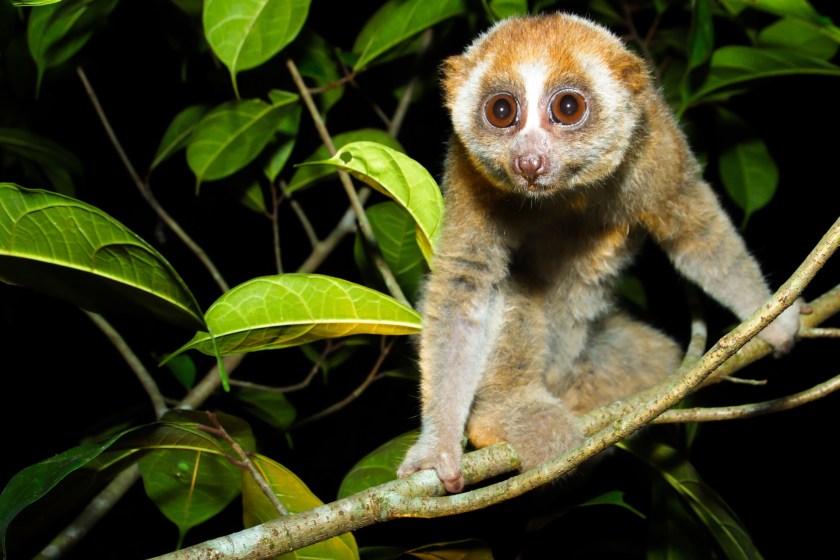 These 3 Incredible Animals Are Almost Never Seen By Human Eyes