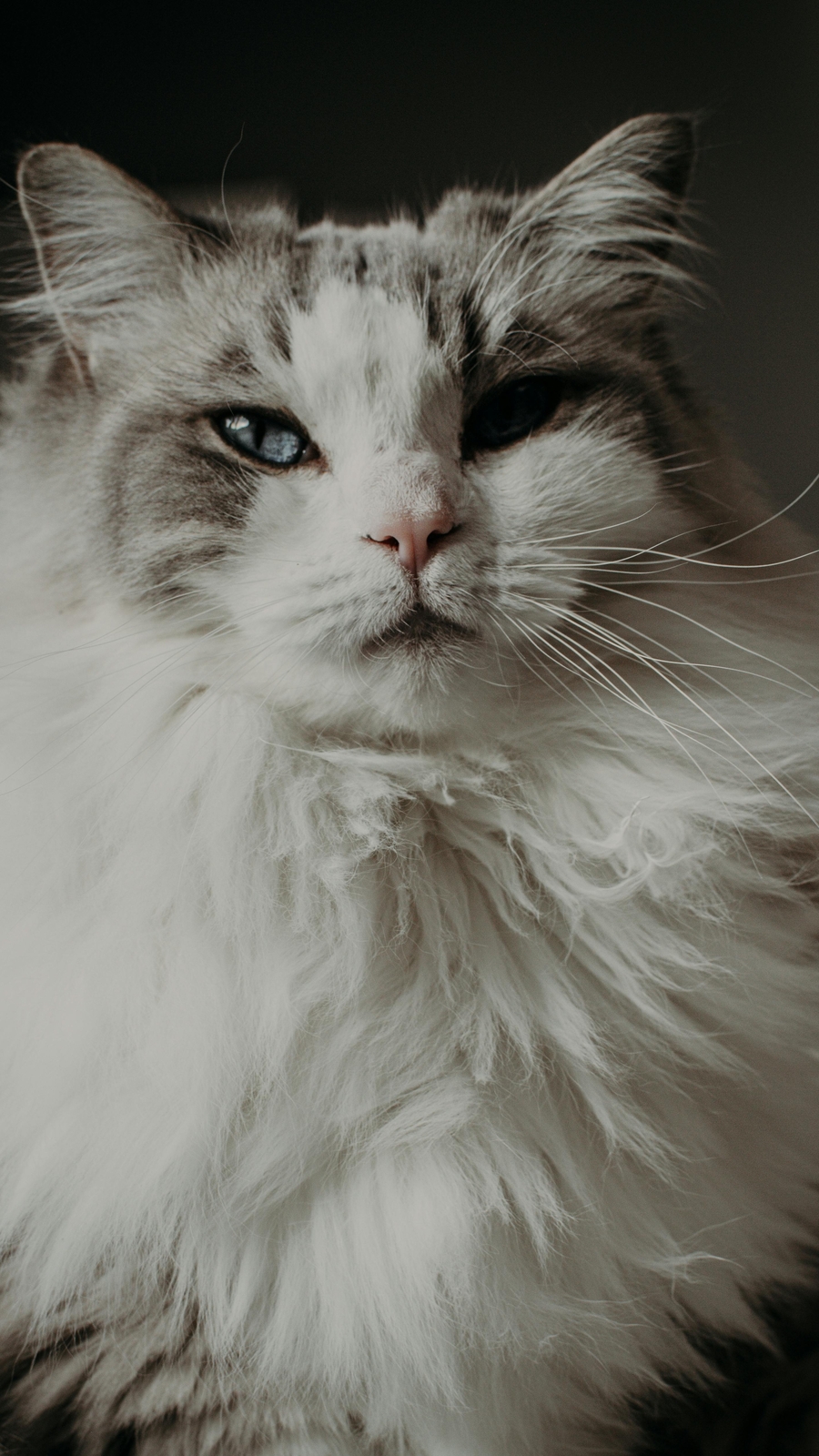 Best cat breeds for first-time cat owners