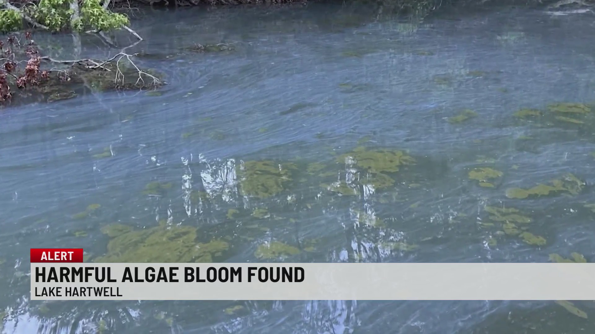 Toxic algae confirmed on Lake Hartwell