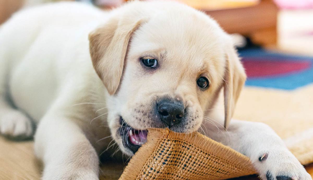 5 Facts About Excessive Household Chewing in Dogs