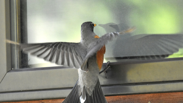 The Soap Hack That Keeps Birds From Flying Into Your Windows