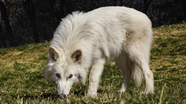 Unleash the Dire Wolf: Why this Ice Age icon is the ultimate mascot