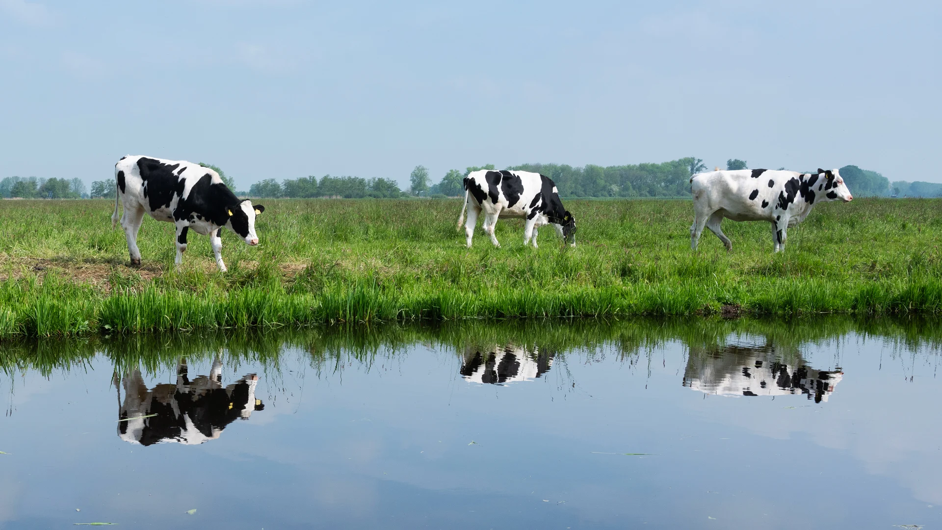 Why This Startup Is Helping Cows Burp Less
