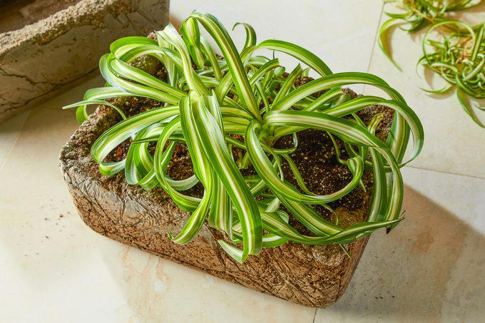 DIY Hypertufa Planters With This Step-by-Step Guide