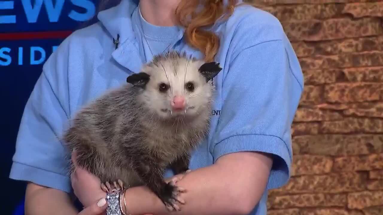 Live stream: Officers providing update on Charlotte animal cruelty case ...