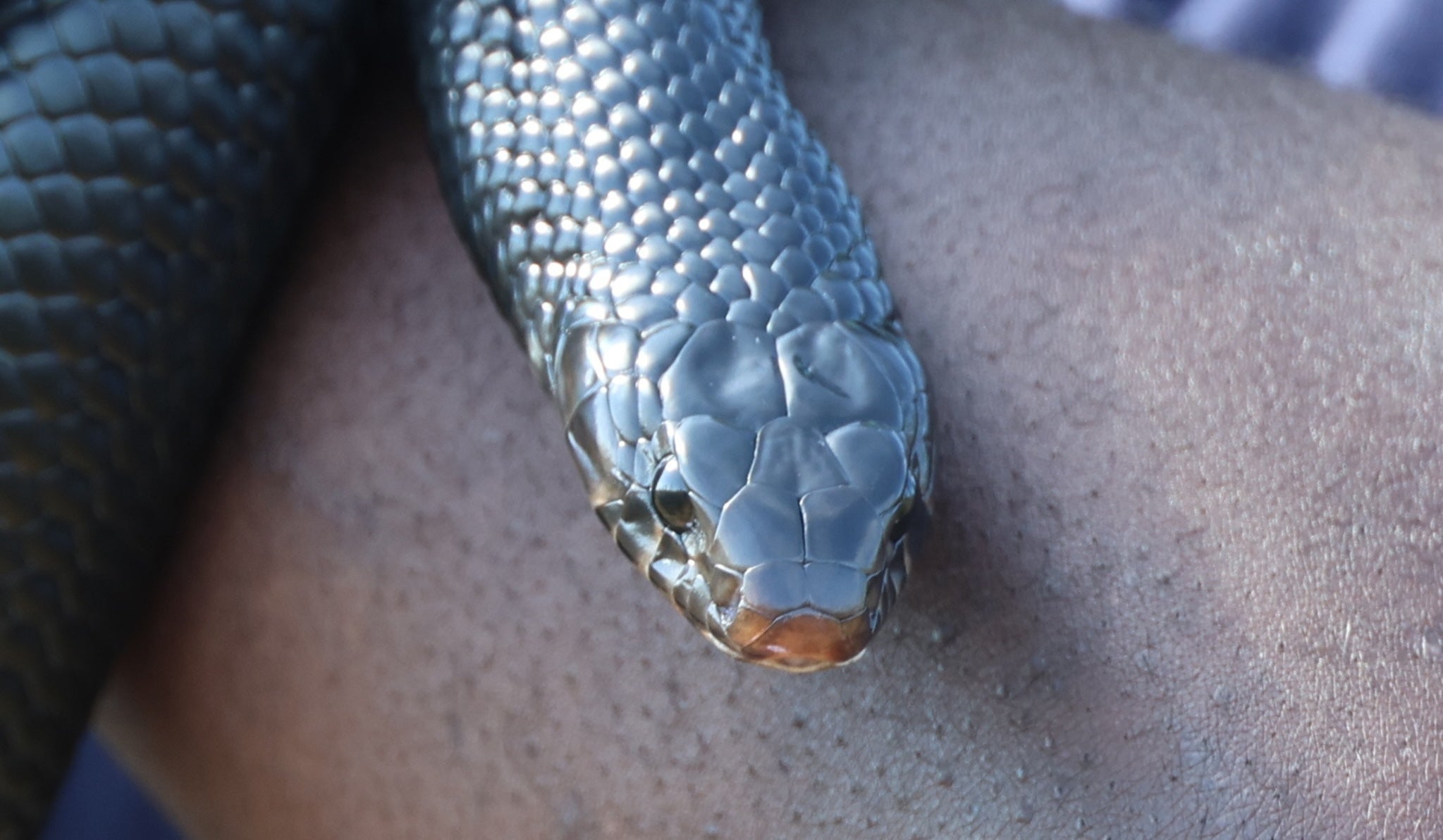 See it: Florida officials unleash dozens of snakes…for a good cause