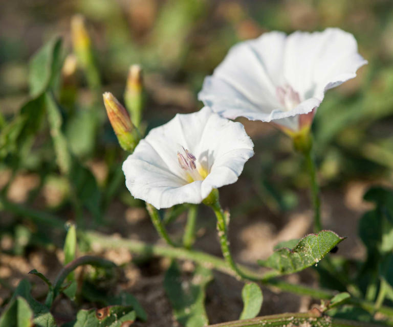 What are these vine lawn weeds in my yard? 3 common culprits and how to ...