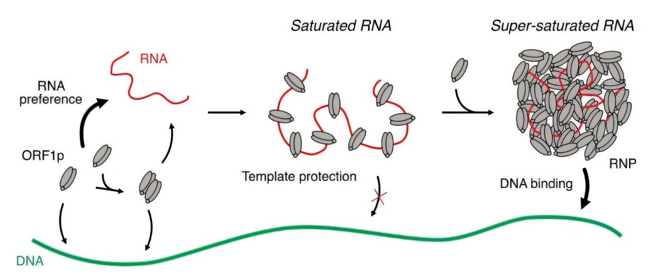 How 'jumping genes' infiltrate DNA during cell division