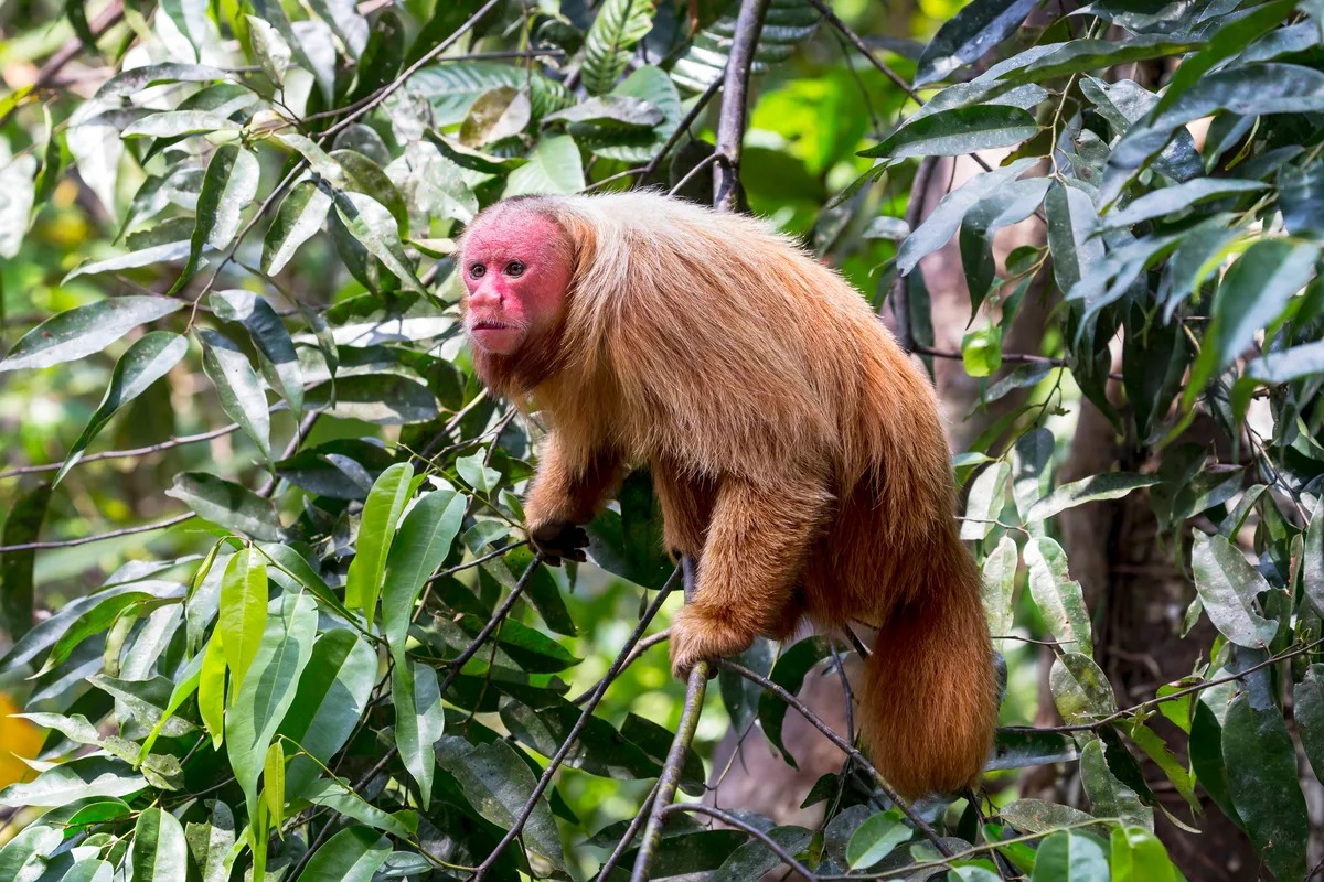 Meet the planet’s weirdest and most wonderful primates