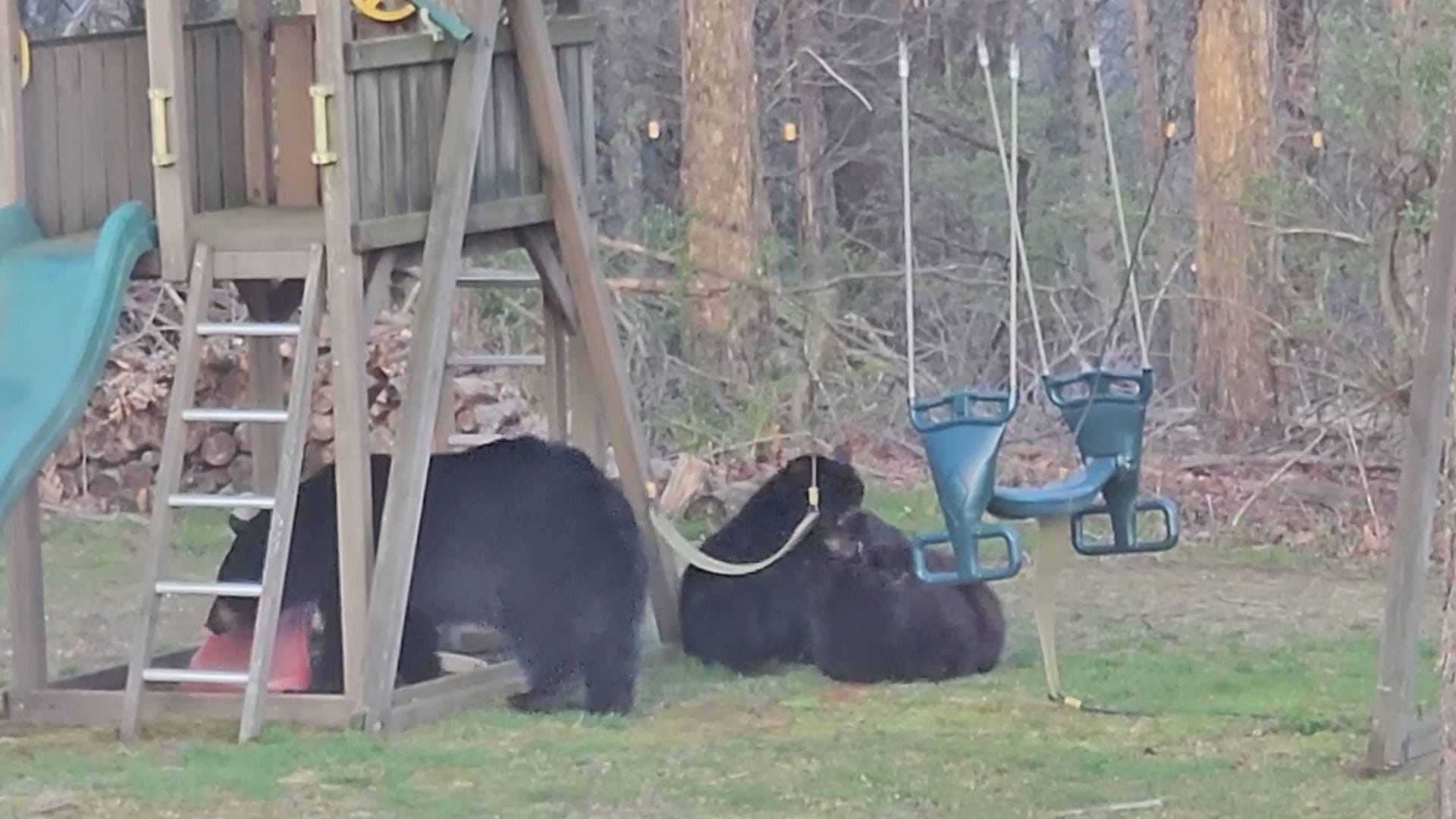 Watch 3 bears playing, tussling around swing, slide in Connecticut family's backyard