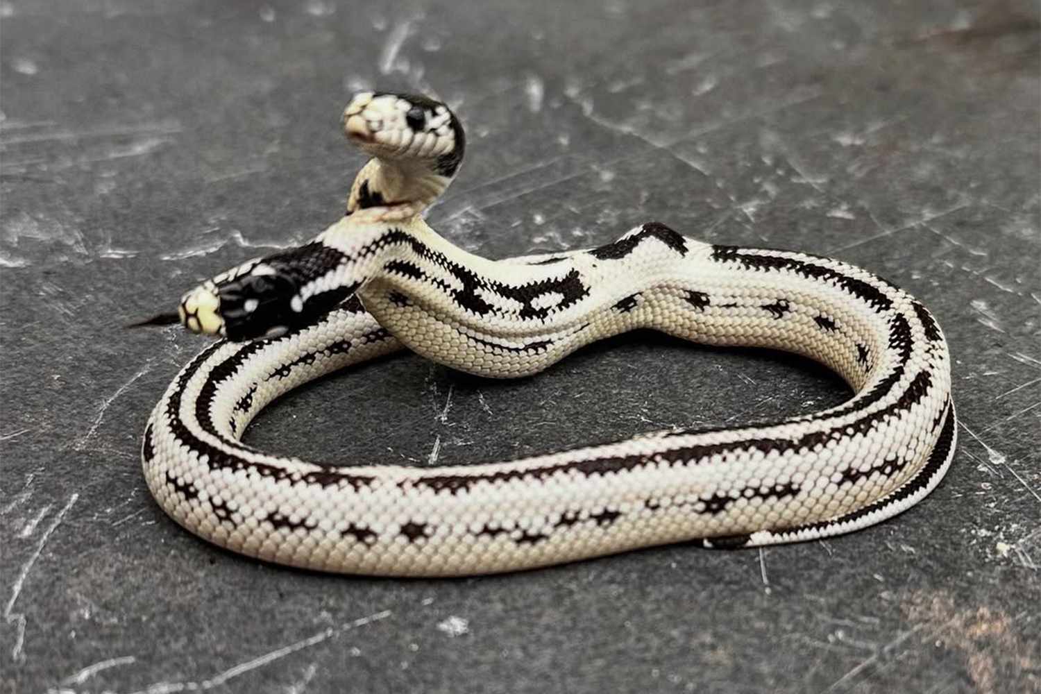 Rare Two-Headed Snake Hatches in California and Beats the Survival Odds