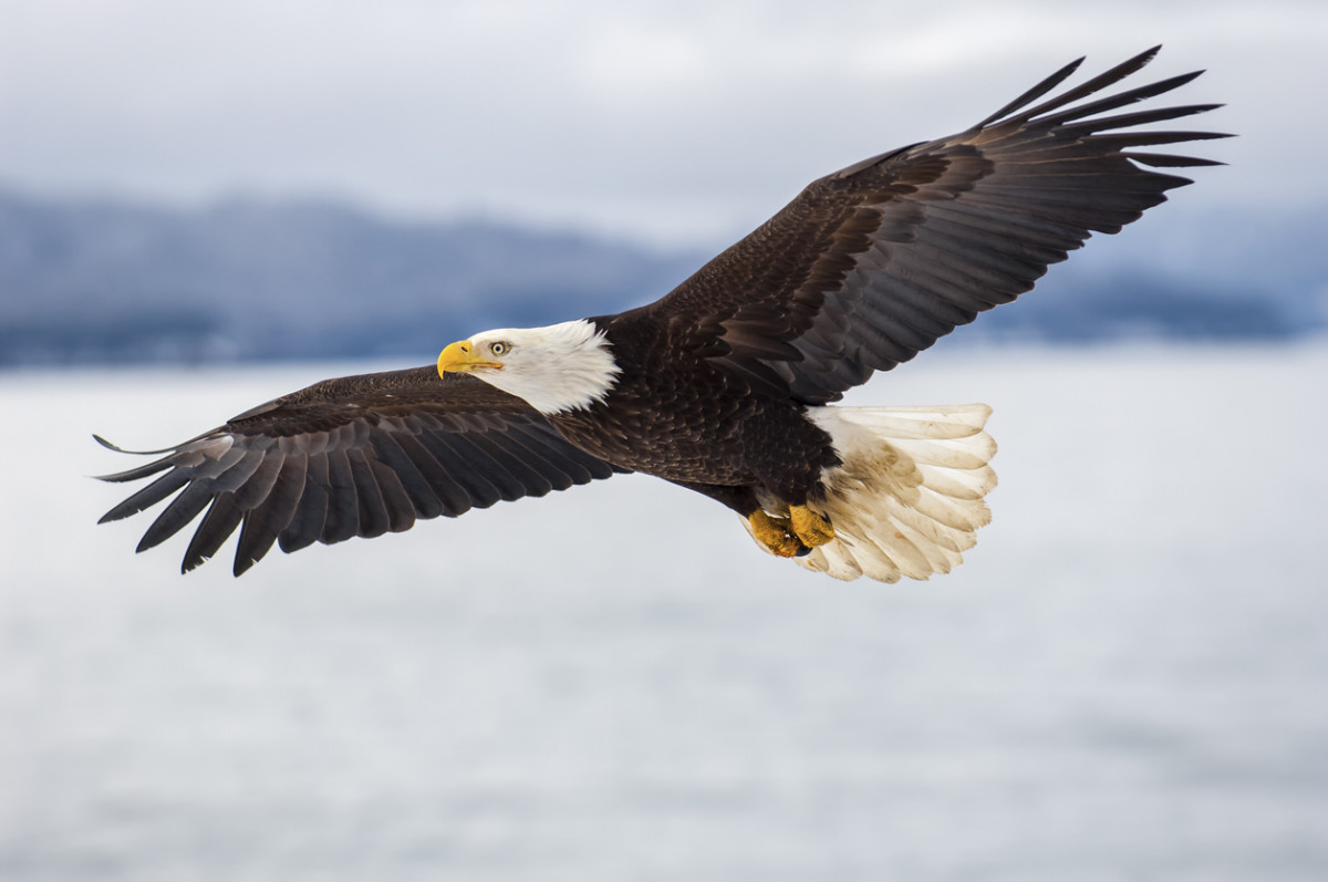 What Is the Spiritual Meaning of Seeing a Bald Eagle?
