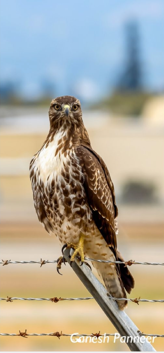 Dublin's 'Nature In Our Backyard' Photo Contest Winners Announced