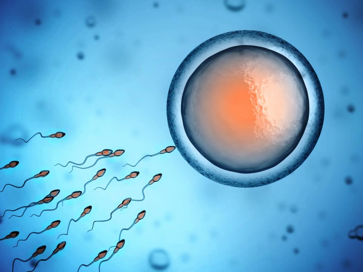 Why Testicles Hang Outside The Body: Scientists Discover Sperm’s ...