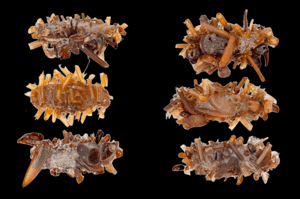 Essa macabra lagarta carnívora constrói armaduras com pedaços de ...