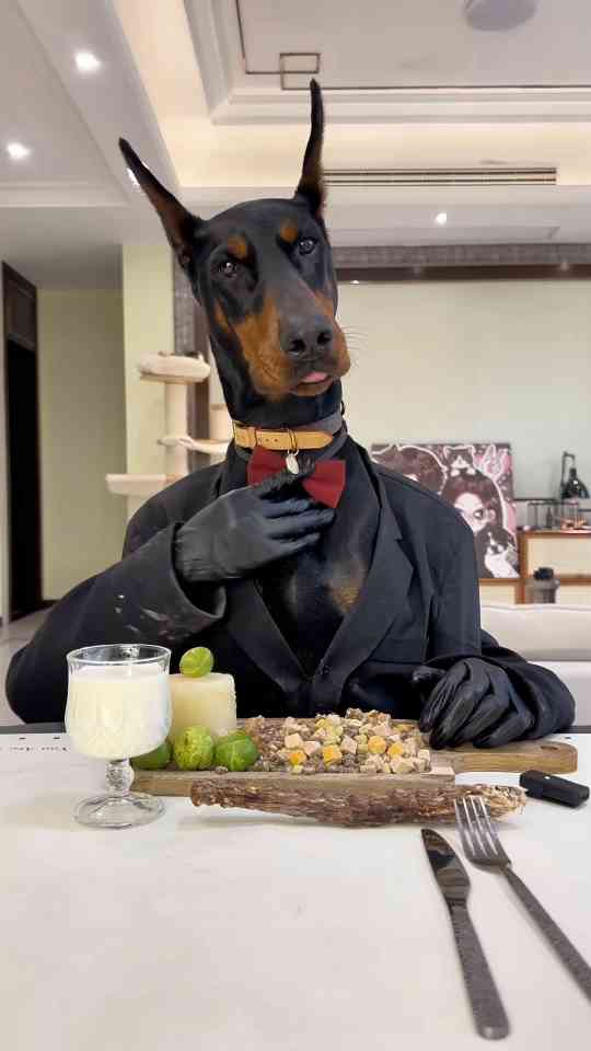 Well-Dressed Dog Demonstrates Elegant Dining Etiquette