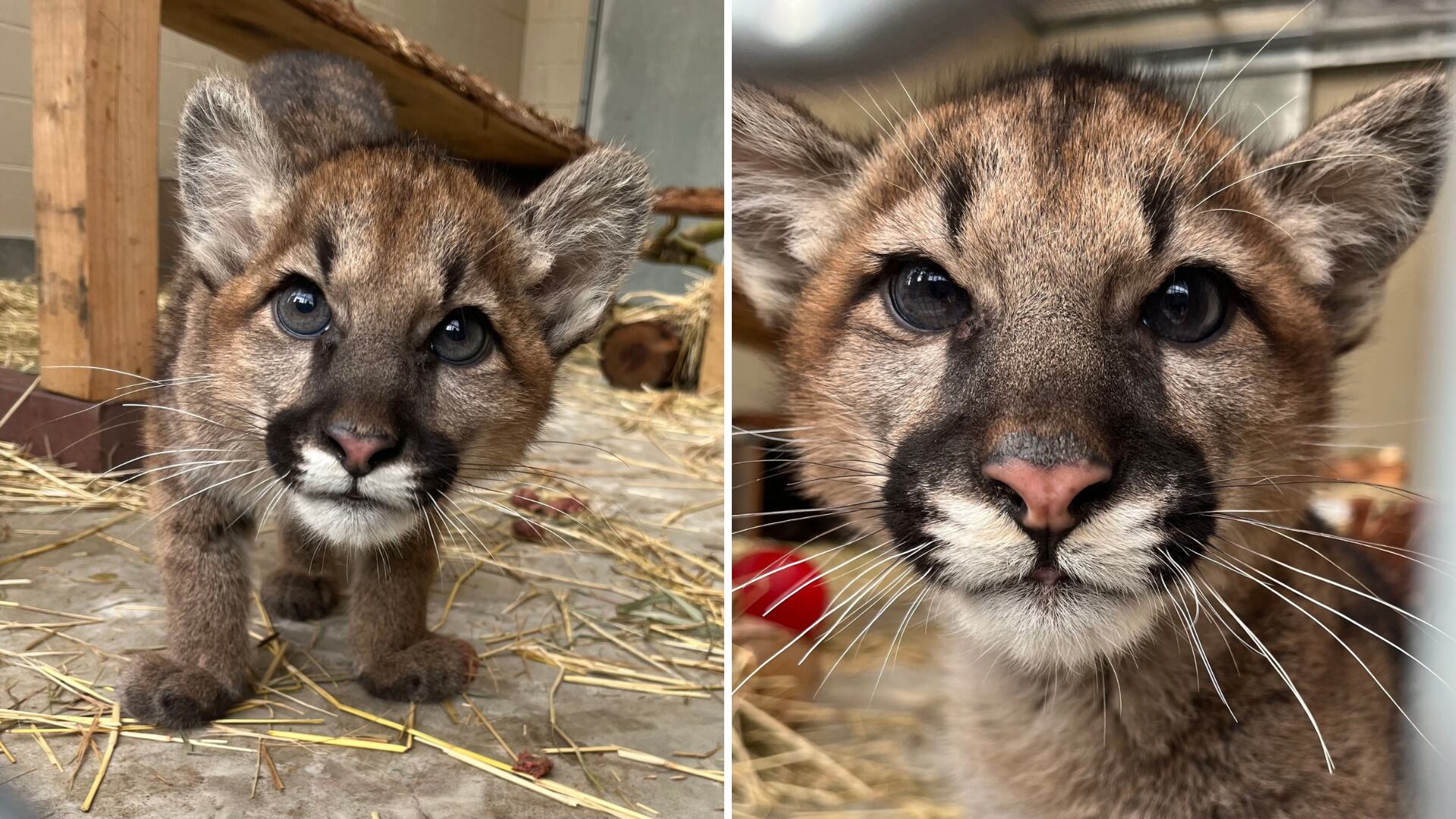 Phoenix Zoo to welcome 2 mountain lion cubs from Oakland Zoo