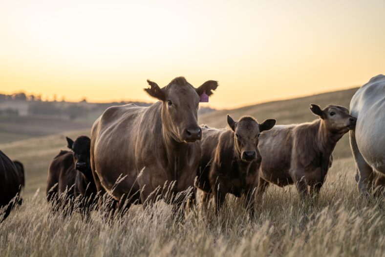 A Fatal Mad Cow-Like Brain Disease Has Hit Oregon