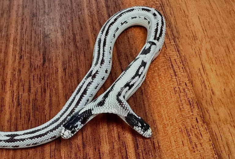This Eye-Popping Two-Headed Snake Is Beating the Odds to Stay Alive