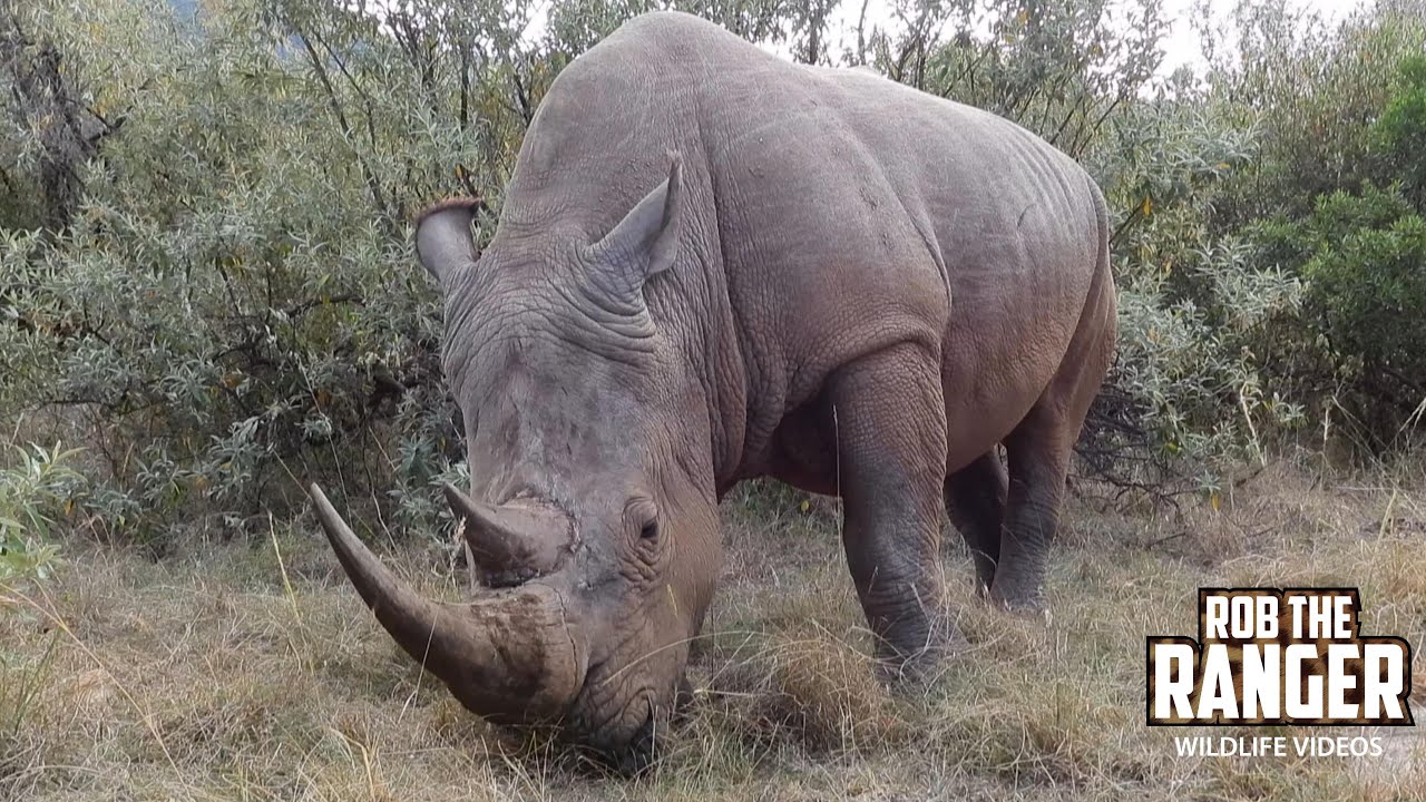 Mara Rhino Project protects rhinos inside vital sanctuary