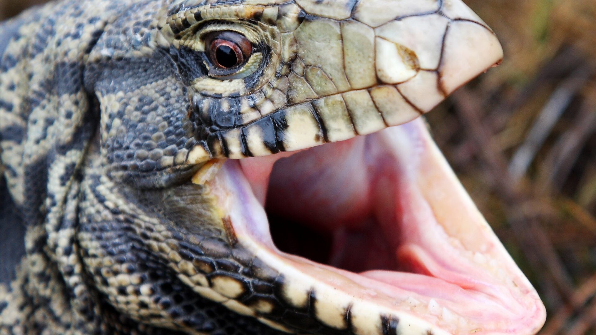 Be on the lookout for these giant invasive lizards in Georgia