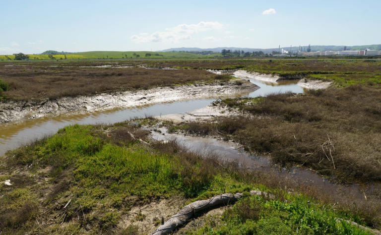 Years in the making, restored Pacheco Marsh opens Saturday with trails ...
