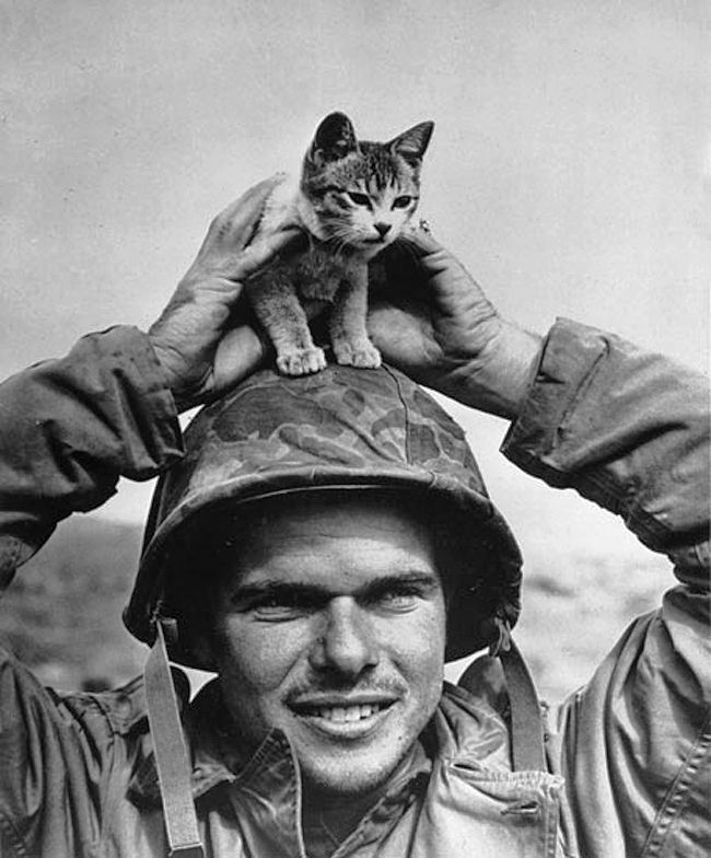 5 animals that changed human history