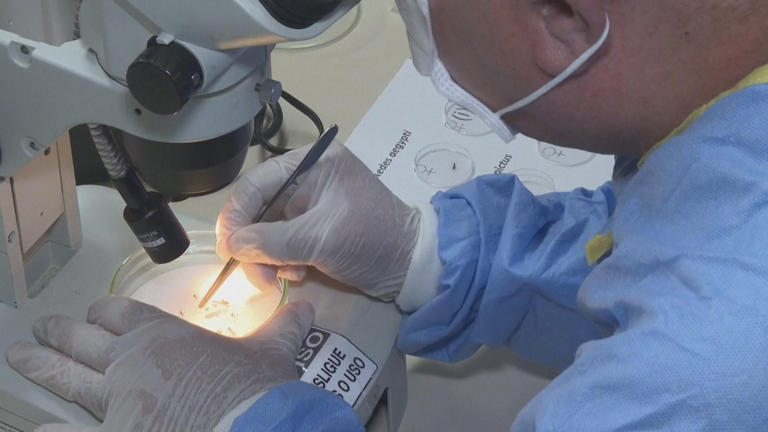 Dengue, lo Spallanzani aggiorna in italiano le linee guida dell’OMS