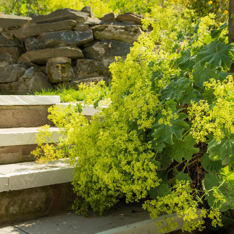 6 beautiful plants that stop weeds from taking over your garden beds