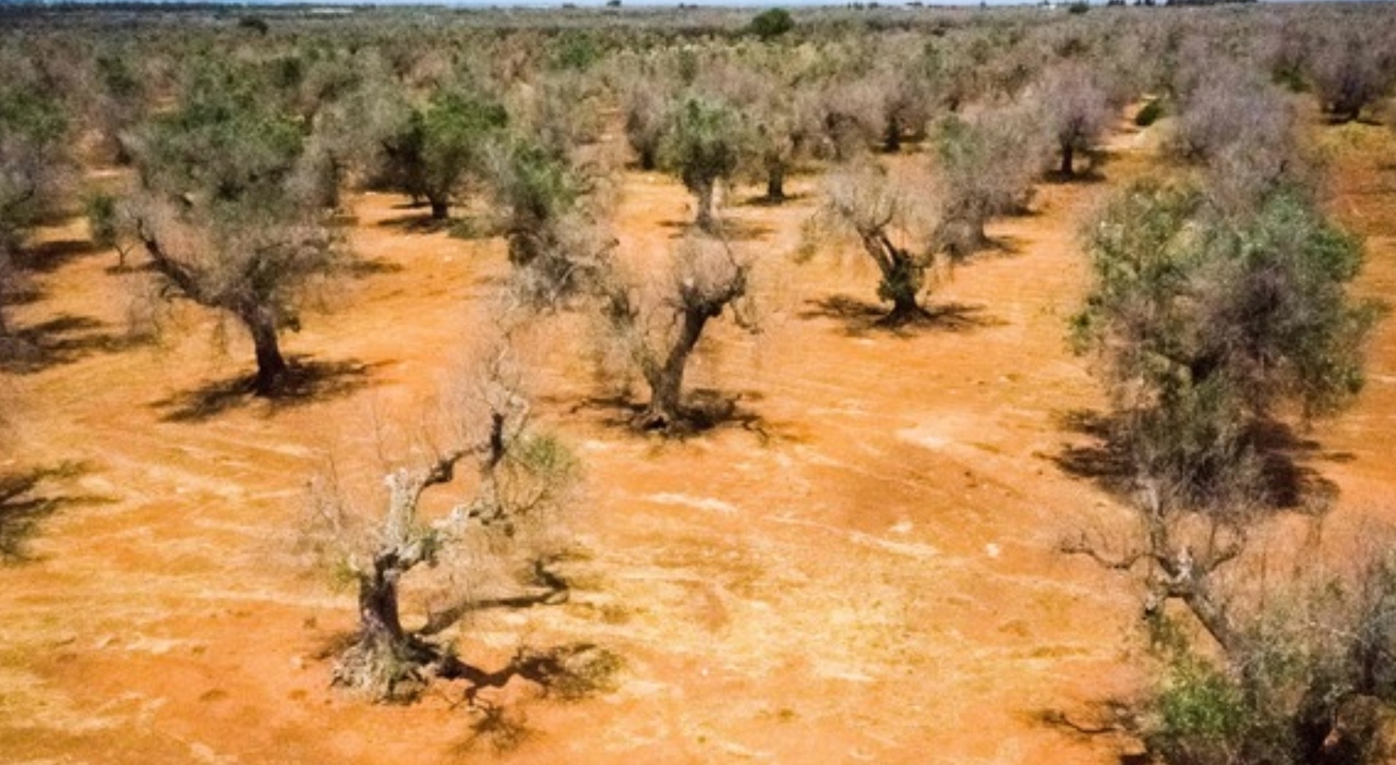 Xylella, oliveti vittime del batterio killer: dalla Puglia alla ...