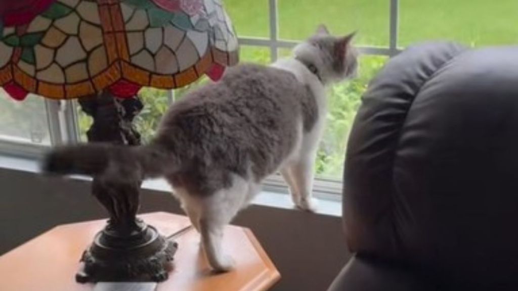 "When Your Cat Has Grown Up With Dogs"