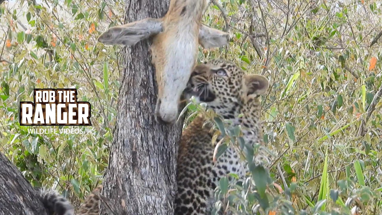 Leopard Cub Plays Instead of Eating With Mom