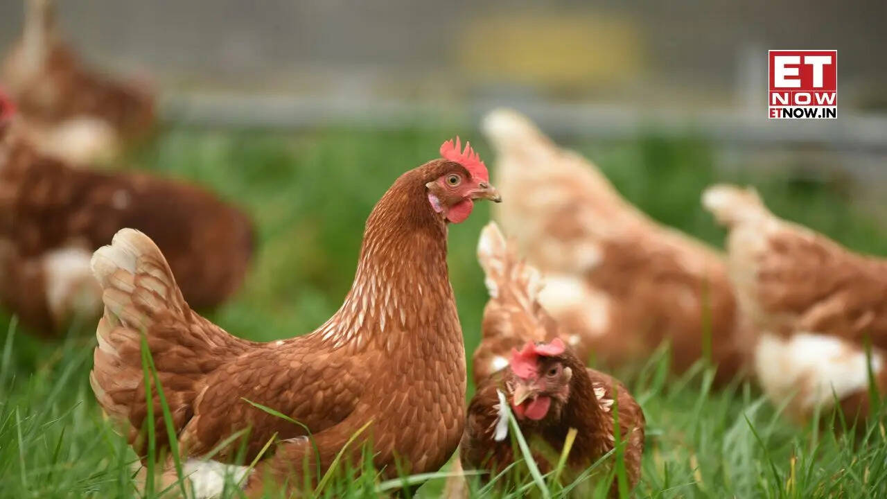 'Rent a Hen' EXPLAINED: From $1.93 to $14 a dozen — How eggflation ...