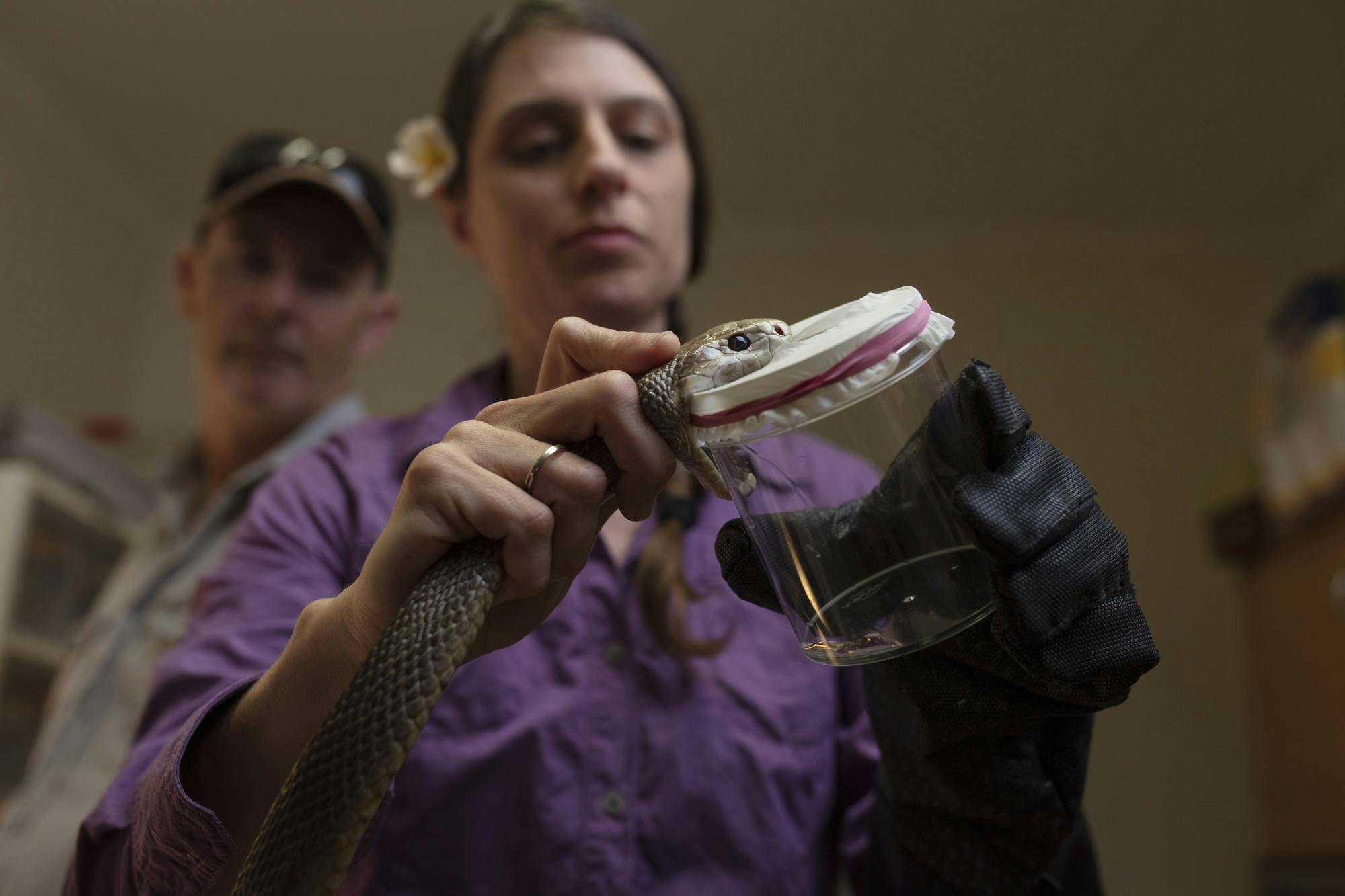‘Super antibodies’ for snake toxins: how a dangerous DIY experiment ...