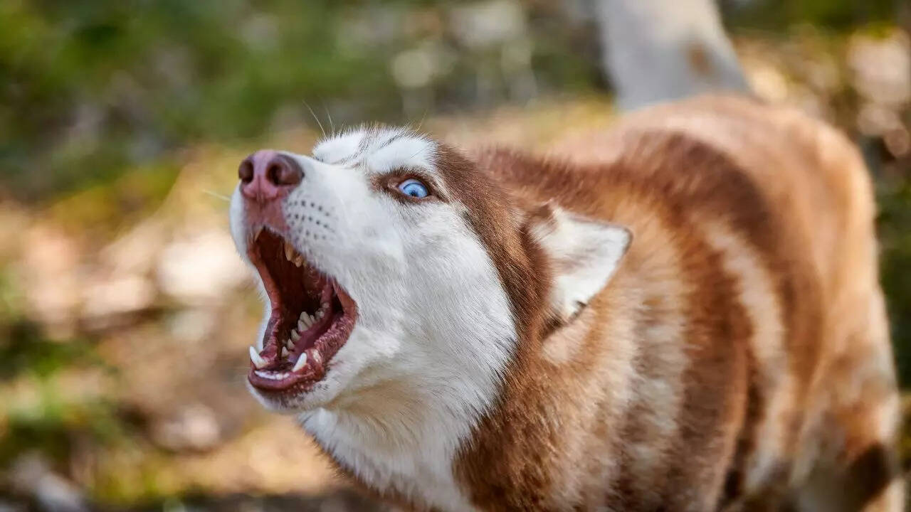 Why is my dog barking too much — And how to fix it?