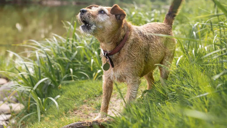 Why is my dog barking too much — And how to fix it?