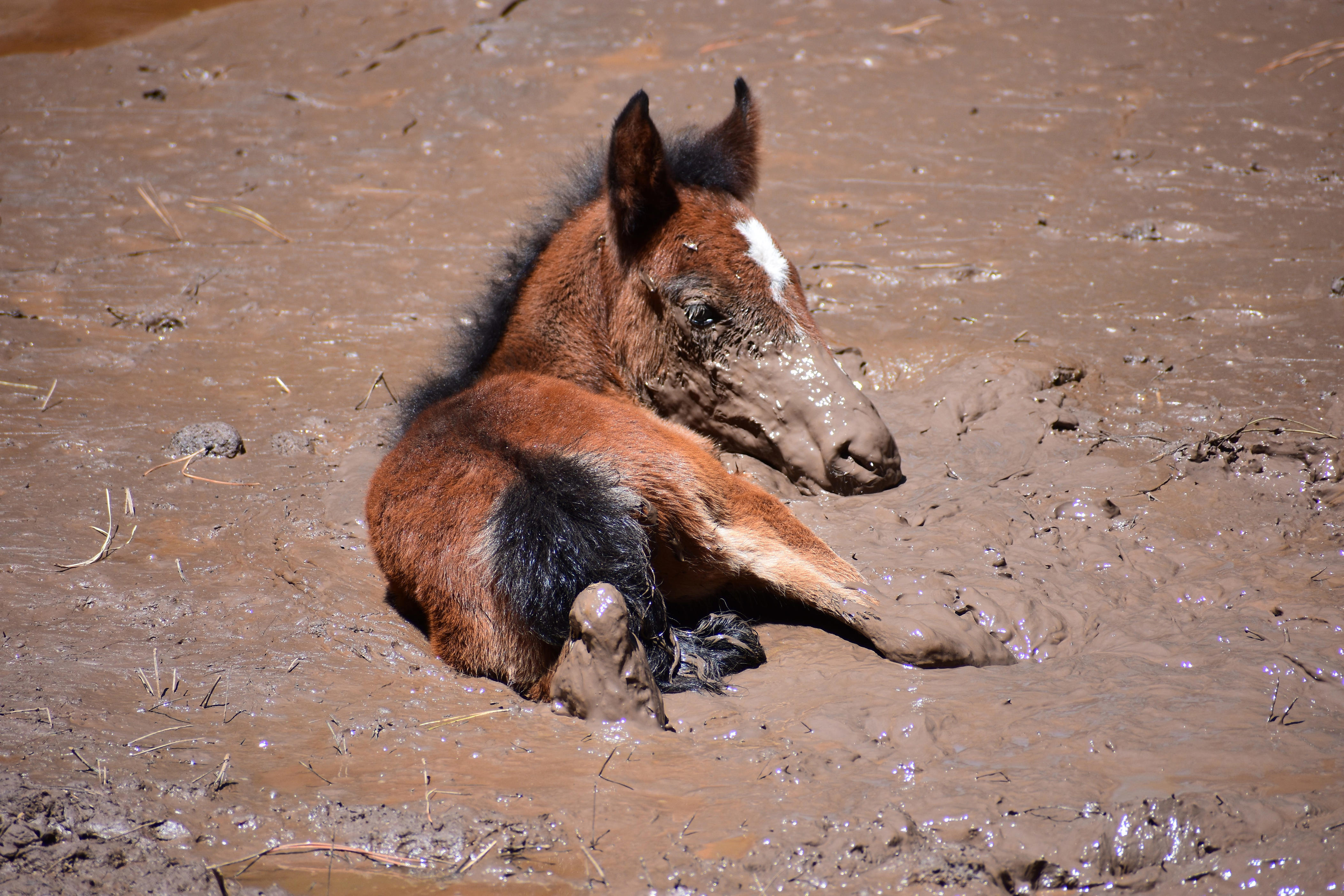Heber wild horses rescued from dangerous mud pit. What to know
