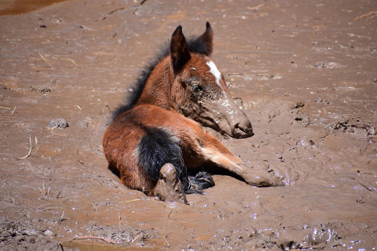 Heber wild horses rescued from dangerous mud pit. What to know